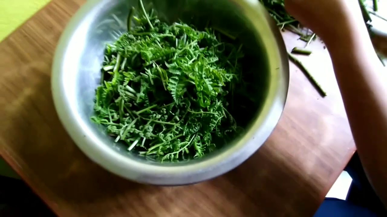 Collecting fiddlehead green (wild fern) and cooking - YouTube
