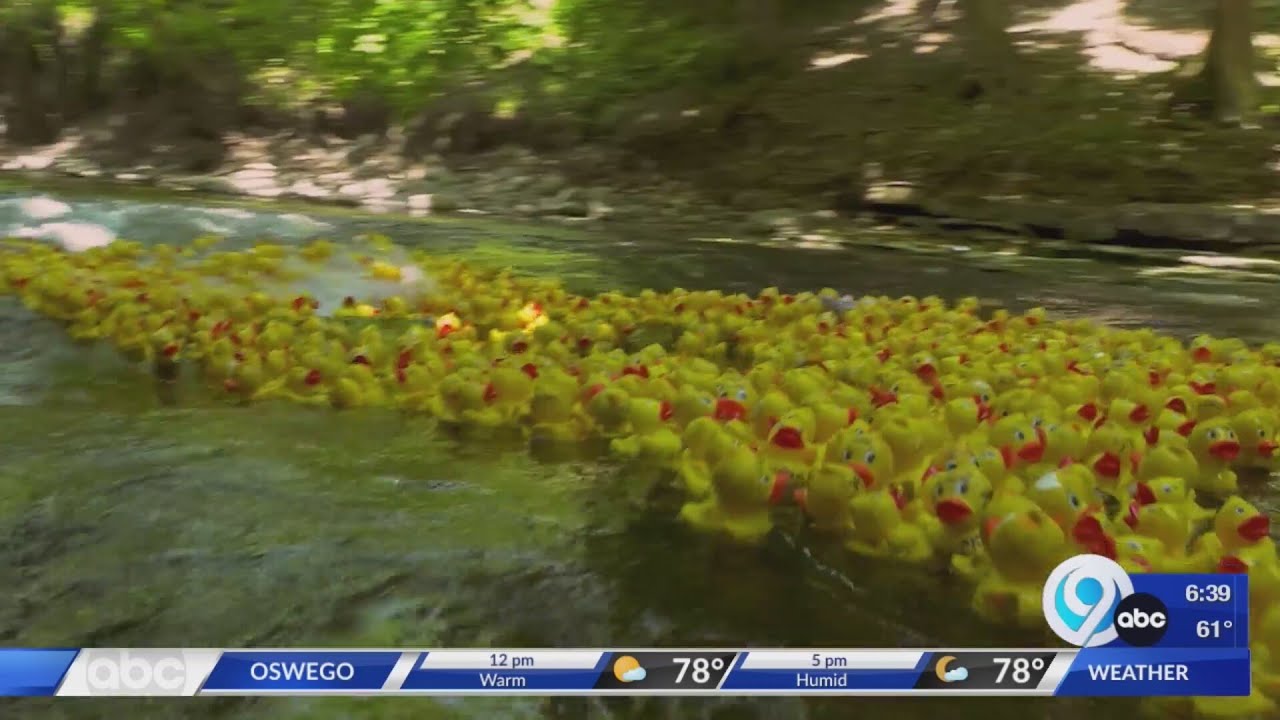 Missing rubber ducks recovered in Auburn - YouTube