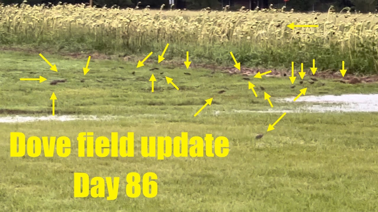 Part#5 Dove field, Dove EVERYWHERE! 🤯 - YouTube