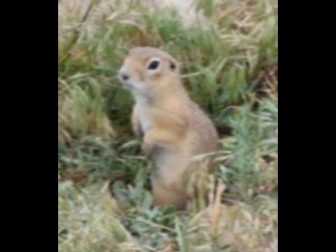 GELENGİ-ANADOLU YER SİNCABI (Spermophilus xanthoprymnus) / KARAOĞUZ MAHALLESİ / AŞUDU DERESİ HAVZASI