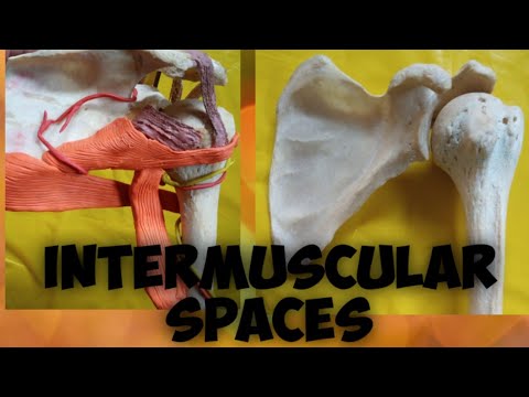INTERMUSCULAR SPACES & CONTENTS - YouTube