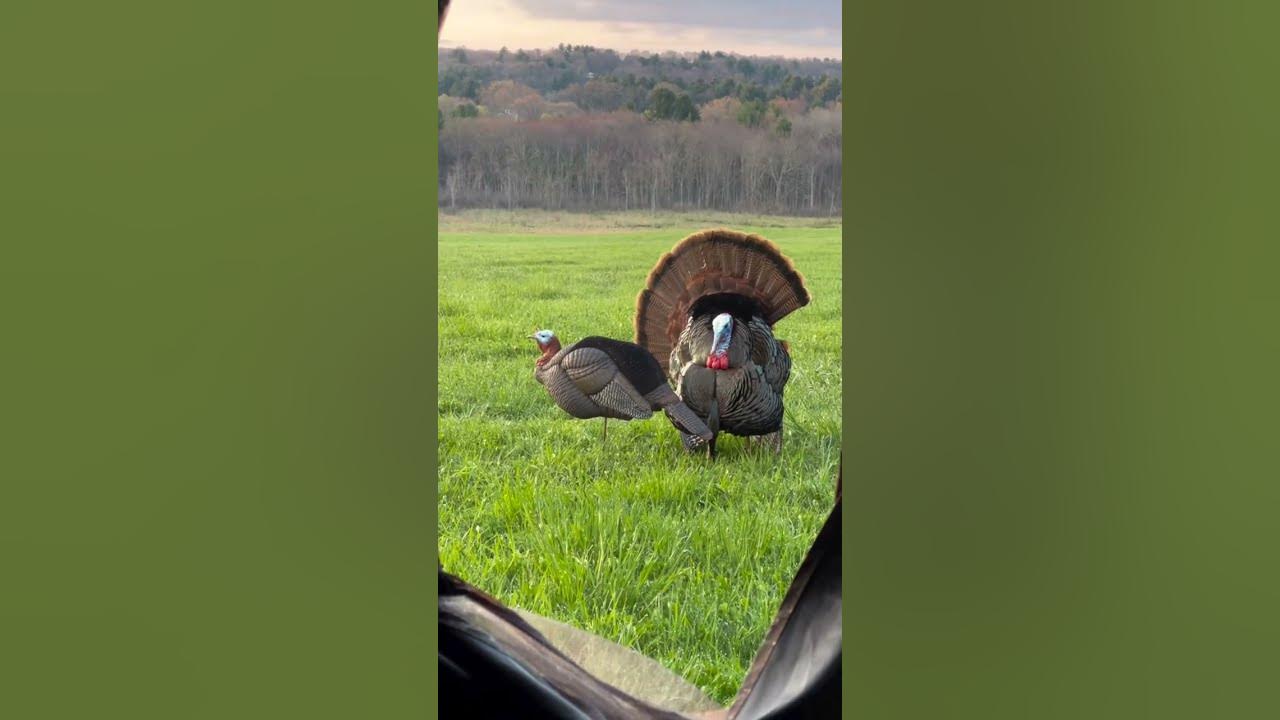 Temporada para cazar pavos guajolote con arco y flecha - YouTube