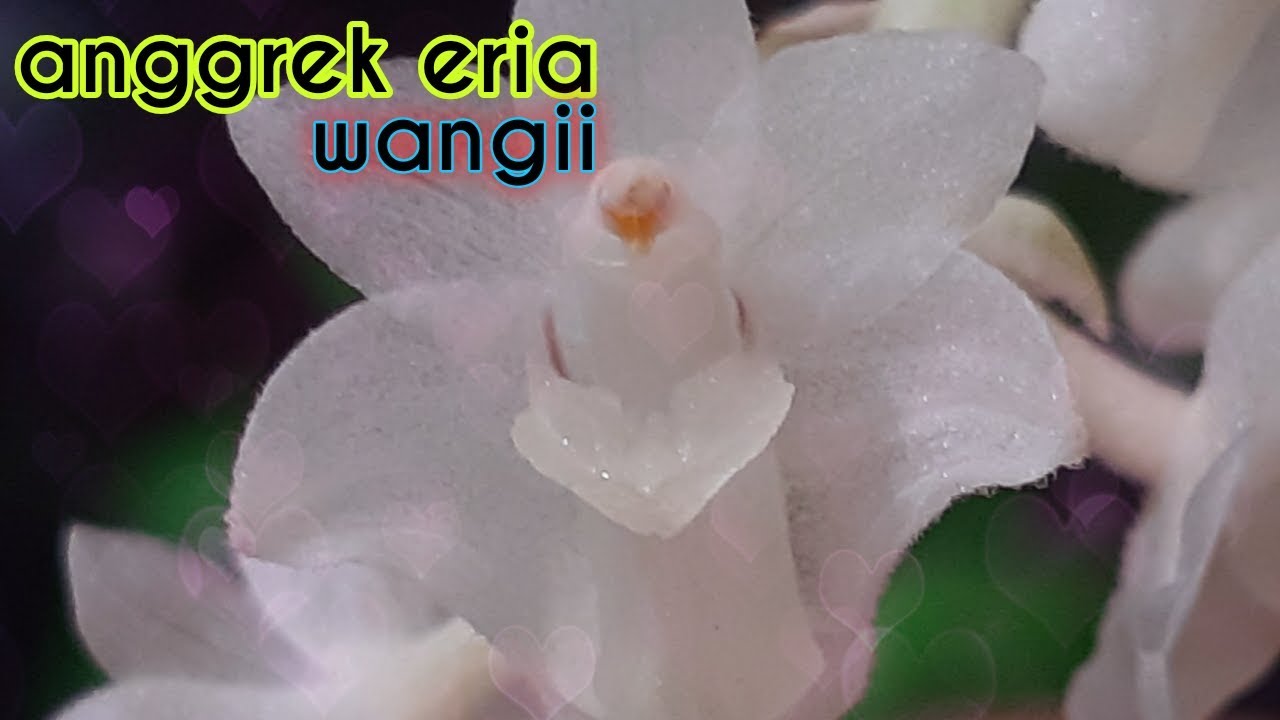 Anggrek spesies eria hyacintoides - YouTube