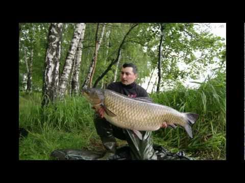 Amur-karp 2 ( Marcin Skwarek ) - YouTube