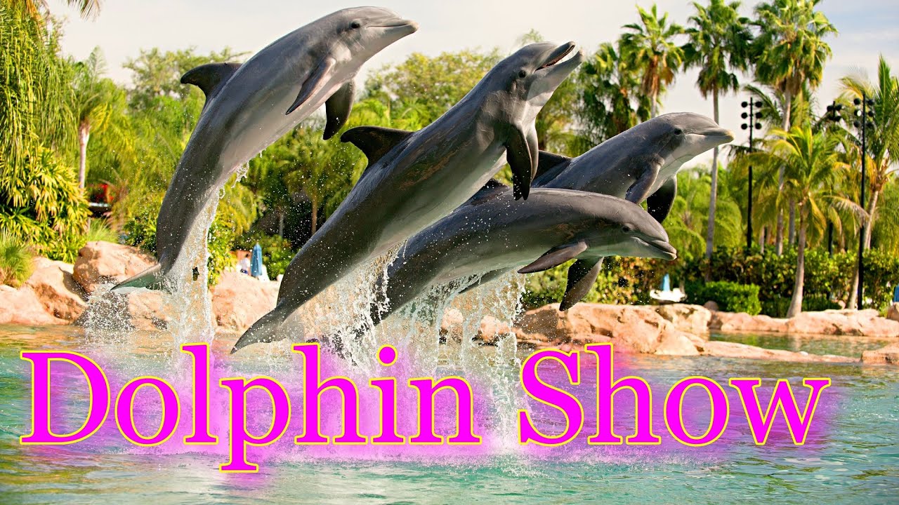 Dolphin Show Dolphin Discovery Show at SeaWorld - YouTube