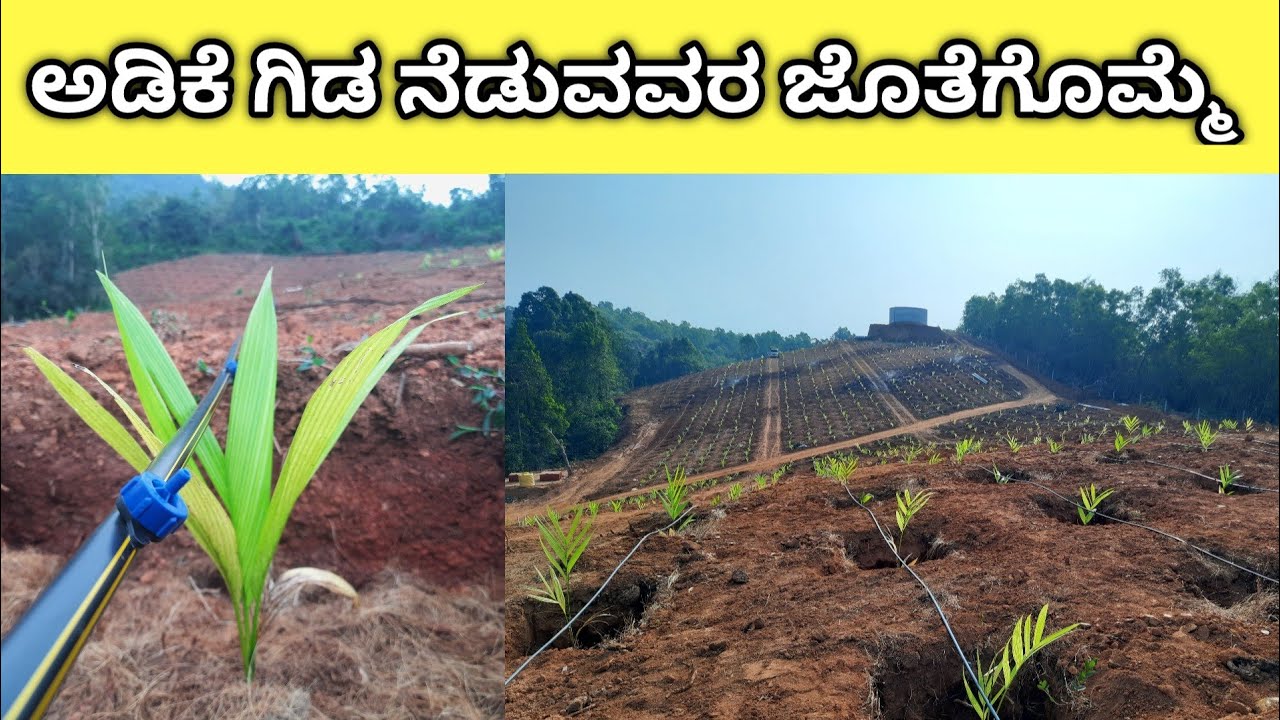 Arecanut plantation... ಅಡಿಕೆ ಗಿಡ ನೆಡುವವರ ಜೊತೆಗೊಮ್ಮೆ.... Process of ...