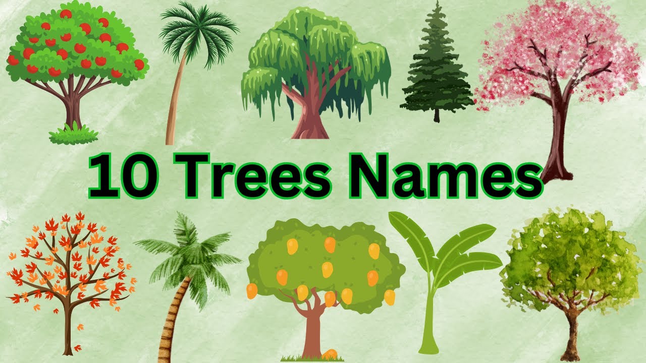 10 Trees Name in English | Trees Name | Different Types Of Trees Name ...