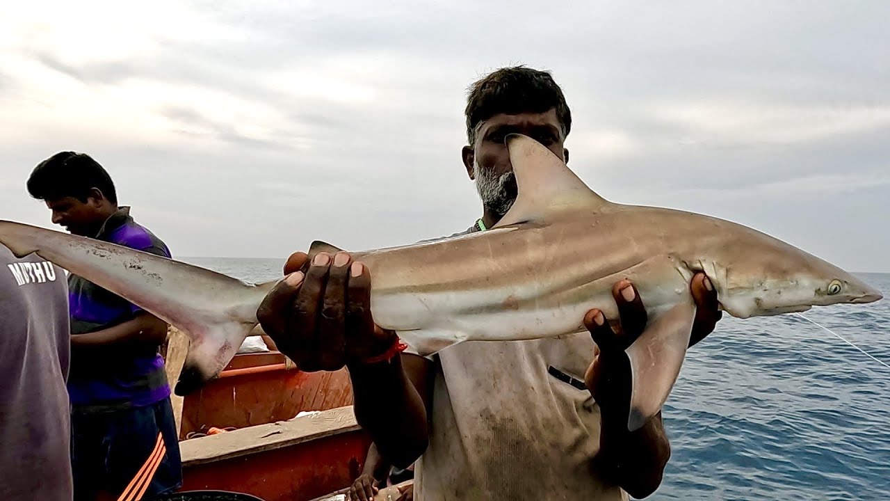 Catching Shark Fish, Needle Fish & Queen Fish in the Sea - YouTube