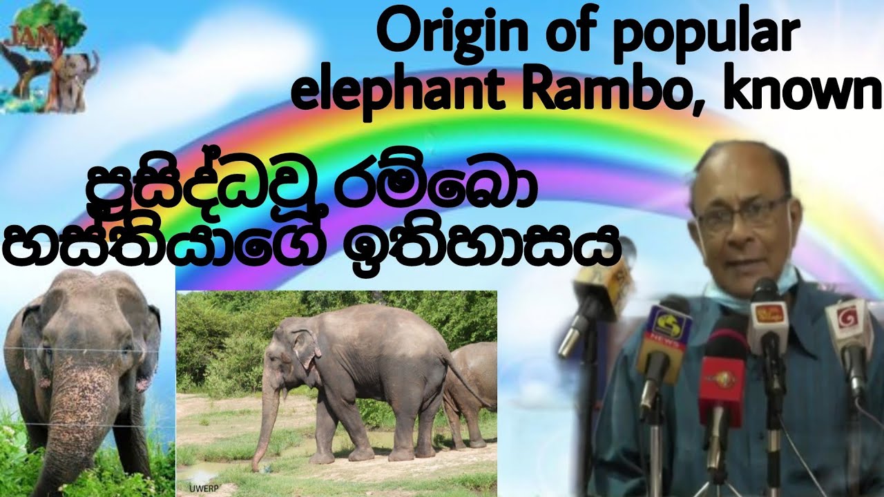 19 Origin of elephant Rambo -Dr Nandana Atapattu | රම්බො අලියාගේ පසුබිම ...