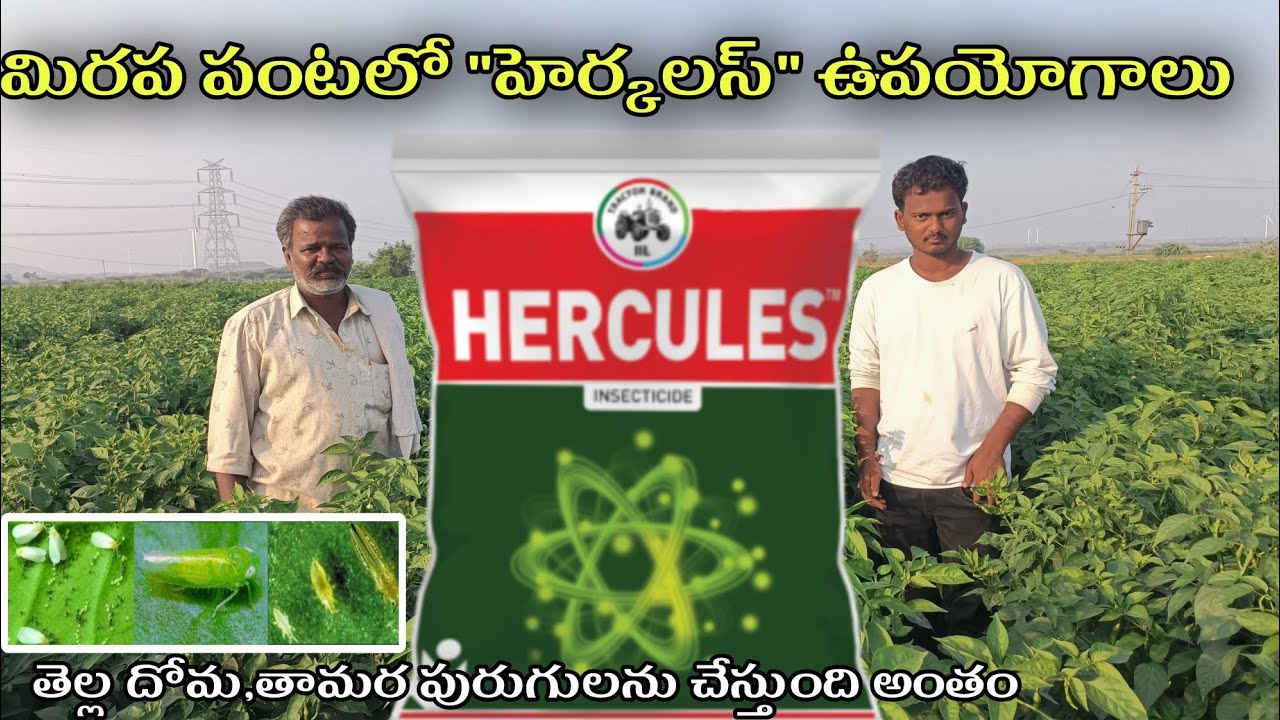 Hercules benefits on redchilli crop uses telugu/ మిరప పంటలో Hercules ...
