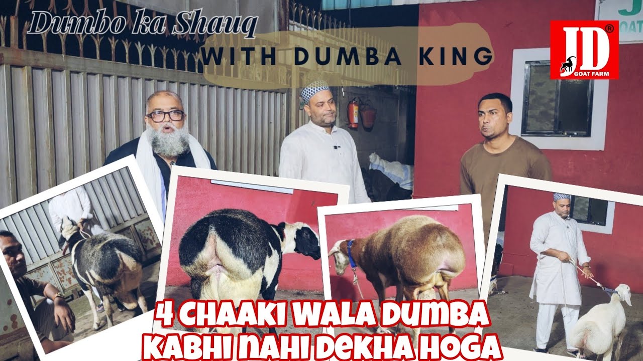 4 Chaaki wala Dumba | Dumbe ka Shauq Dumba King ke Sath | JD Goat Farm ...