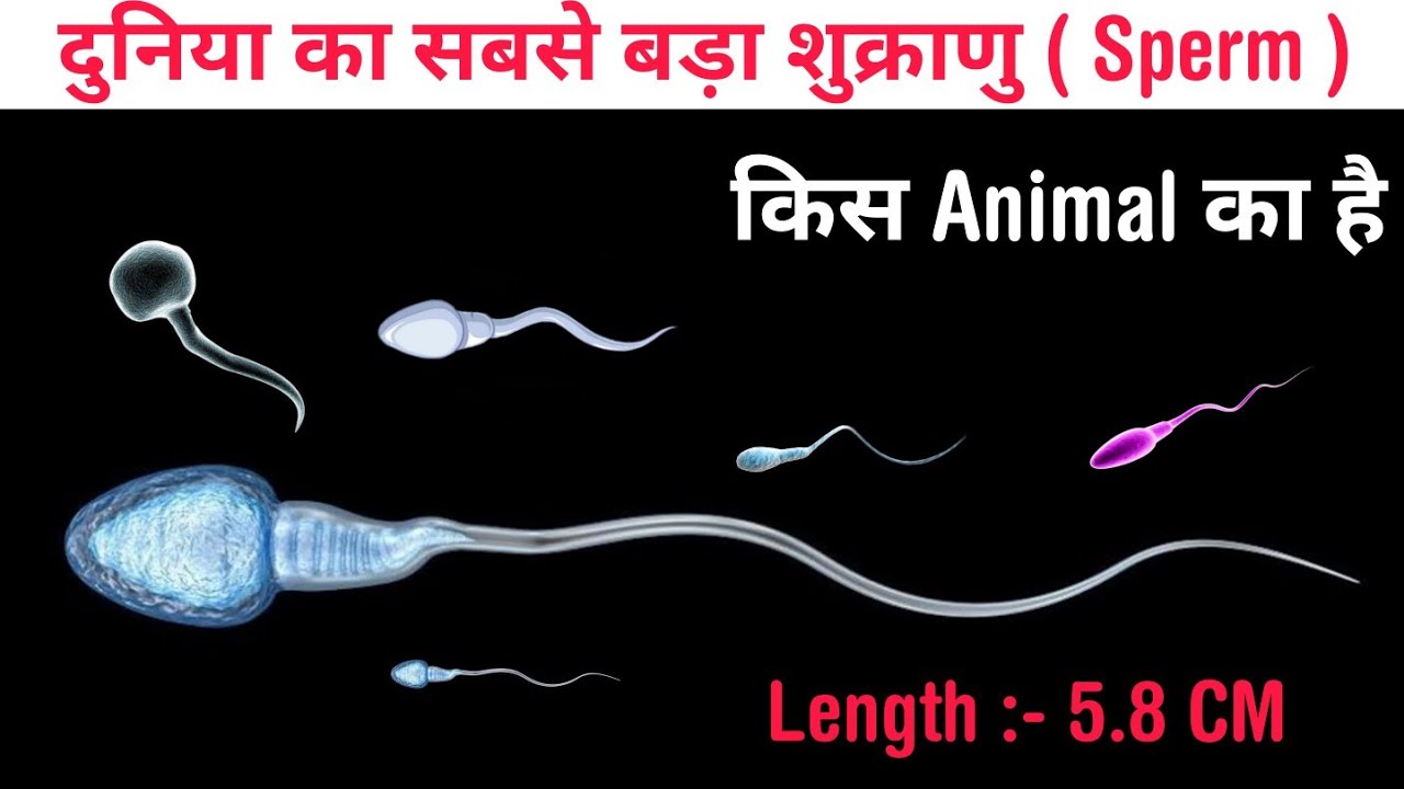 world largest sperm cell animal | length 5.8 CM | sperm larger than ...