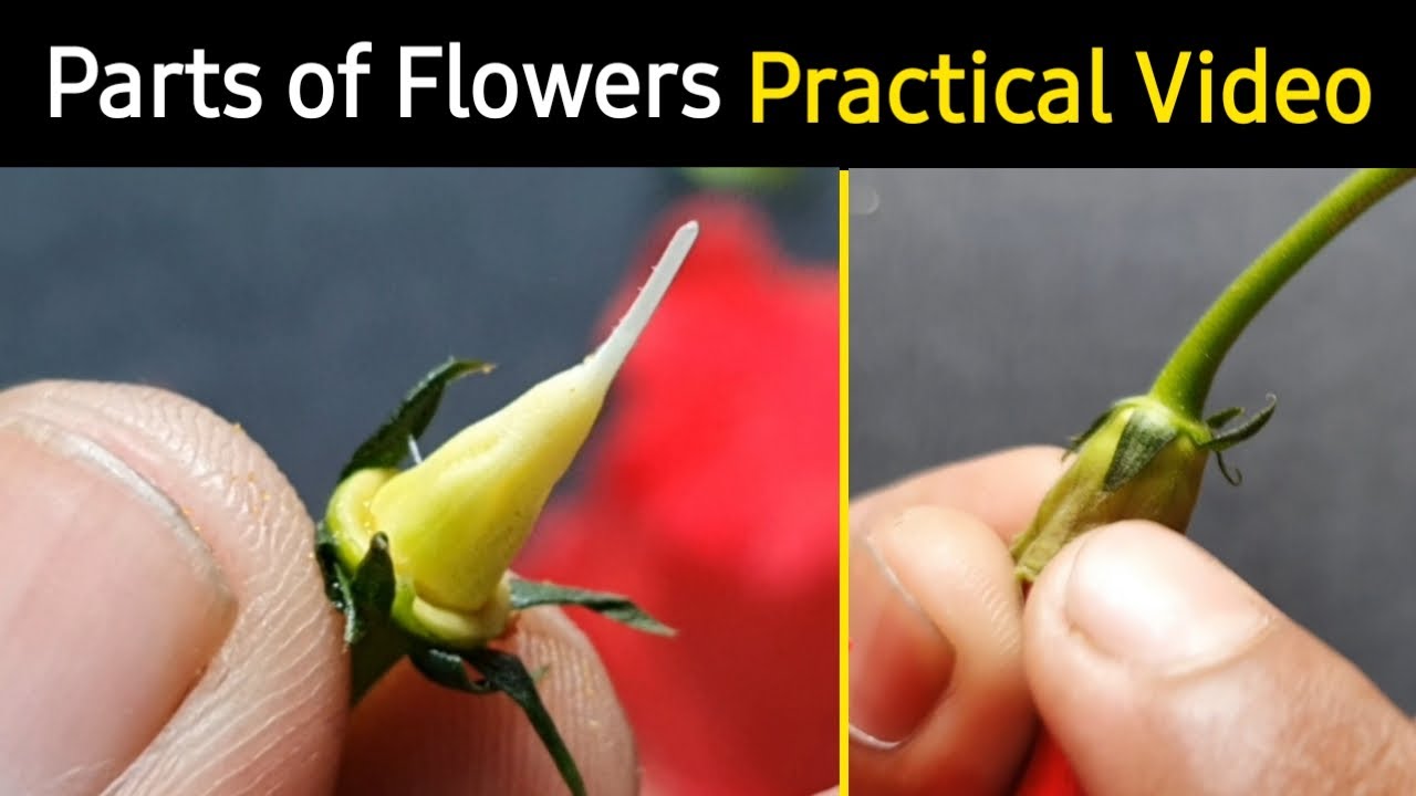 Parts Of Flower In Hindi Practical Based Video Parts Of Flower In Hindi Practical Based Video