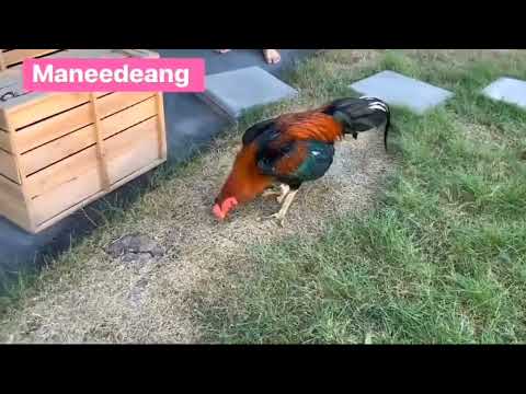 INILAH LEGENDA AYAM PAKHOY ‼️