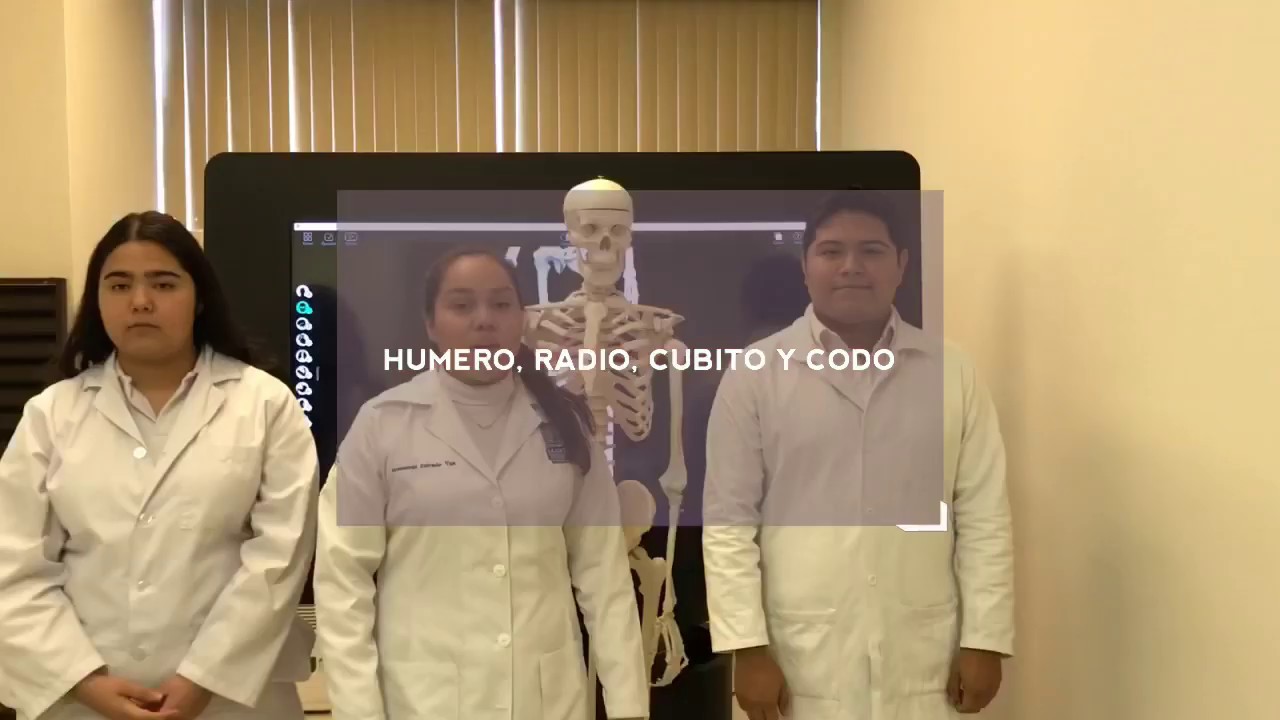 1D ANATOMÍA1 HÚMERO, RADIO, CÚBITO Y CODO EQUIPO9 2019 - YouTube