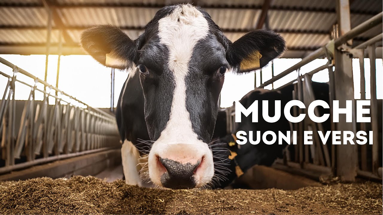 In fattoria con le mucche, suoni e versi | On the farm with cows ...