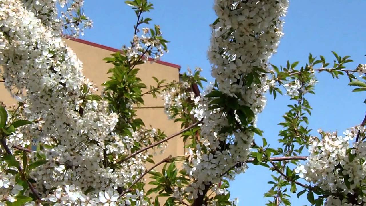 Copac cu flori şi zâmbet de copil - YouTube