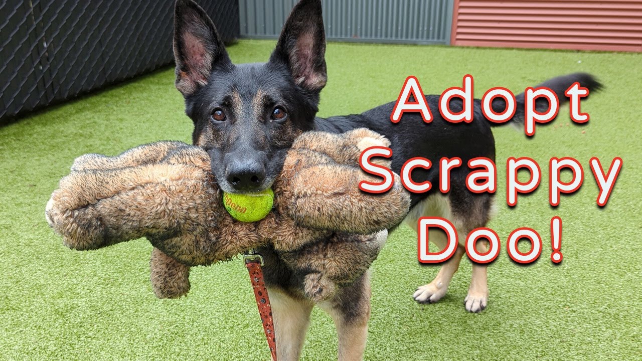 Scrappy Doo and His Emotional Support Stuffy - YouTube