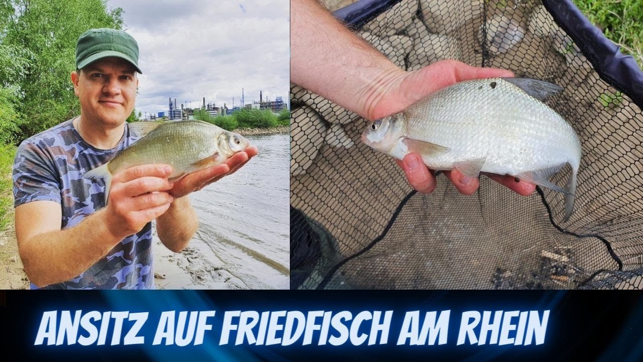 Weißfisch angeln am Rhein mit Erfolg - YouTube