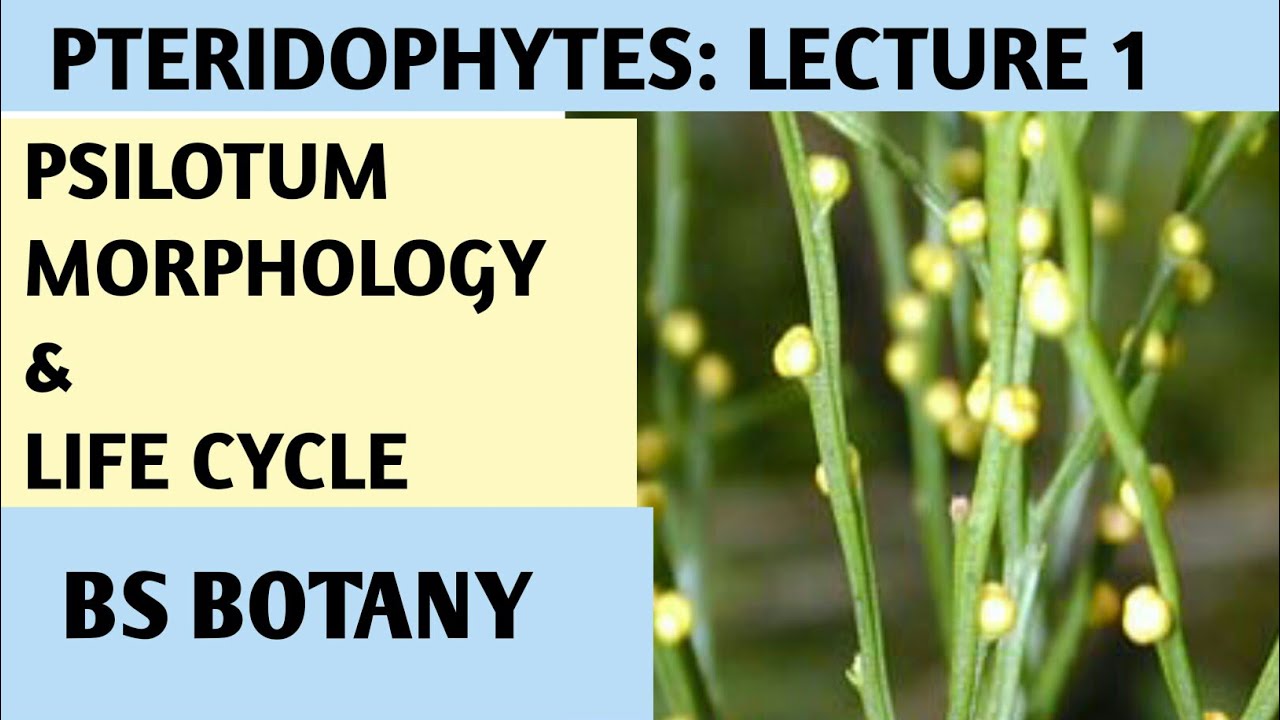 Psilotum Pteridophyta lecture 1 for 1st semester Botany Zoology ...