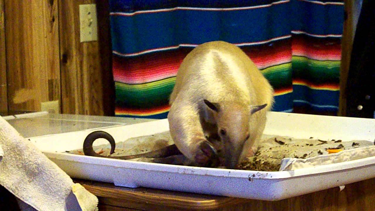 Pua eating before bed - YouTube