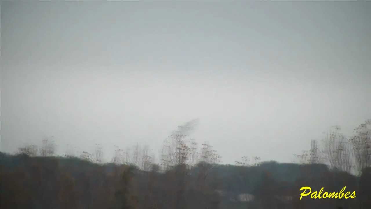 Migration palombes-canards-vanneaux huppés 18-11-12 - YouTube