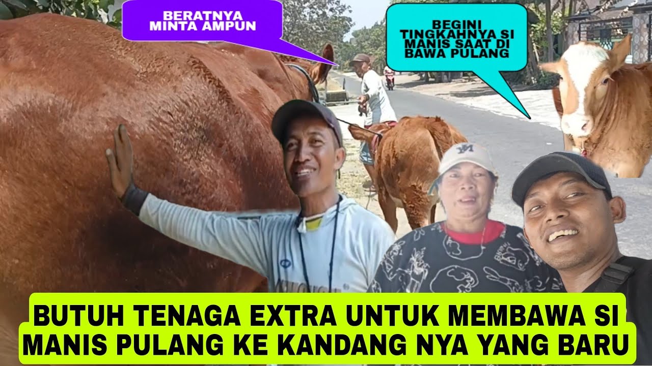 BUTUH TENAGA EXTRA UNTUK MEMBAWA SI MANIS PULANG KE KANDANG NYA YANG ...