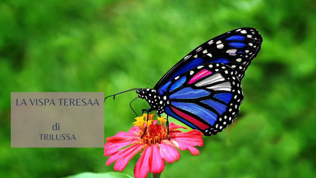 ITALIAN POEMS- LEARN ITALIAN with poetry TRILUSSA LA VISPA TERESA🖋 ...