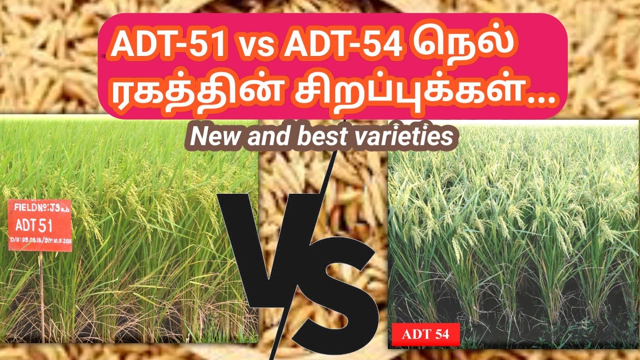 சம்பா மற்றும் தாலடி பட்டத்திற்கான ADT 51 & ADT 54 சிறப்புகள் | ADT-51 vs ADT-54 paddy varieties ...