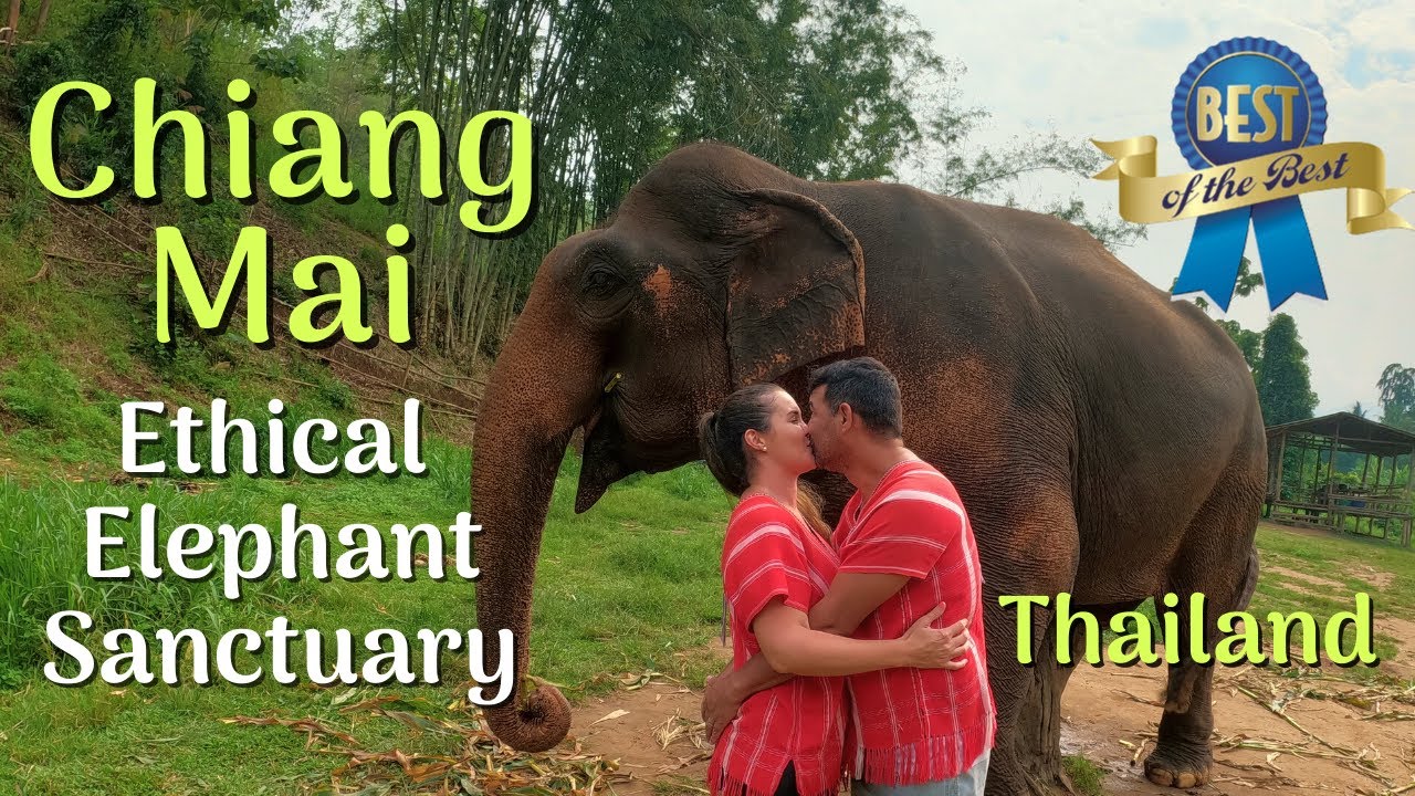 Bamboo Elephant Family Care (Ethical Elephant Sanctuary) Chiang Mai ...