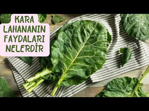 KARA LAHANANIN FAYDALARI NELERDİR | KARA LAHANA ZARARLARI NELERDİR | KARA LAHANA NE İŞE YARAR