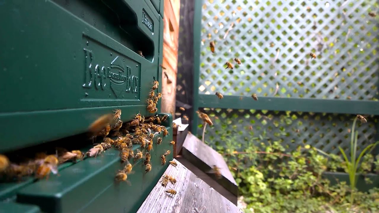 Bees in their new polystyrene hive. - YouTube