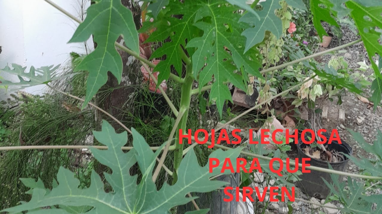Para qué sirven las hojas de Lechosa. - YouTube