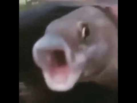 Just a image of a pogging fish - YouTube
