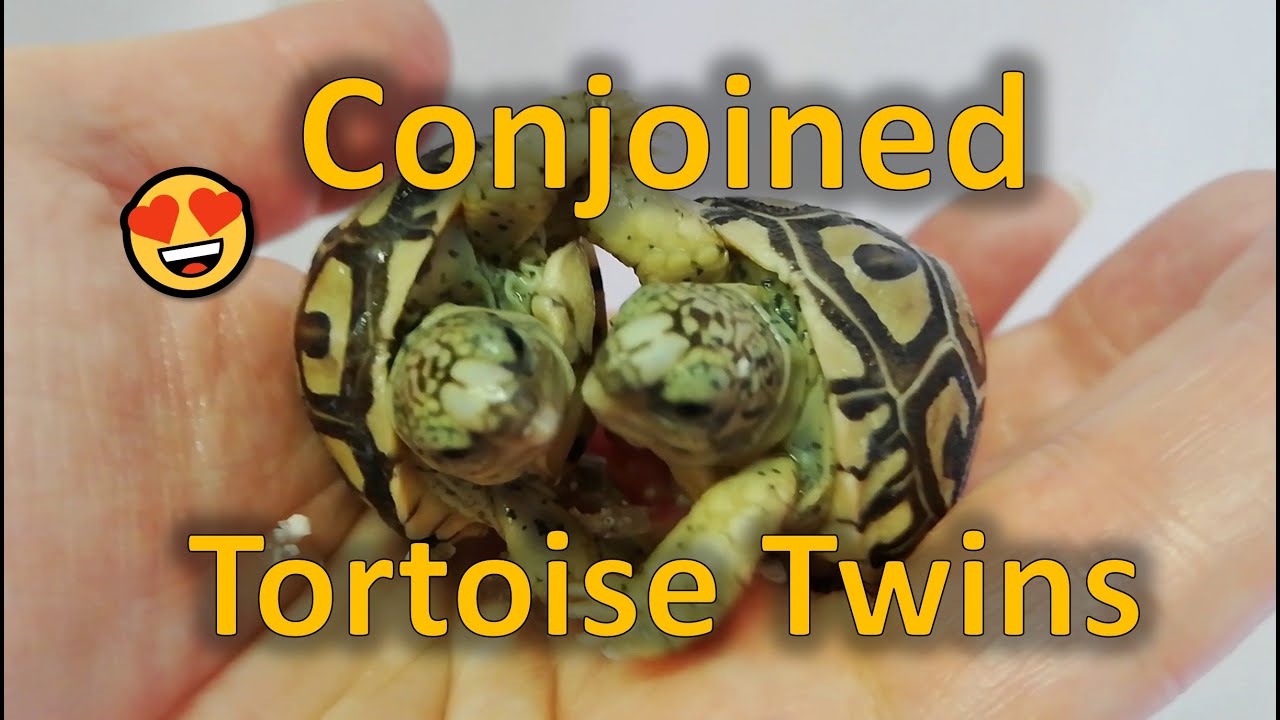 separating CONJOINED Tortoise TWINS! | happytortoises - YouTube