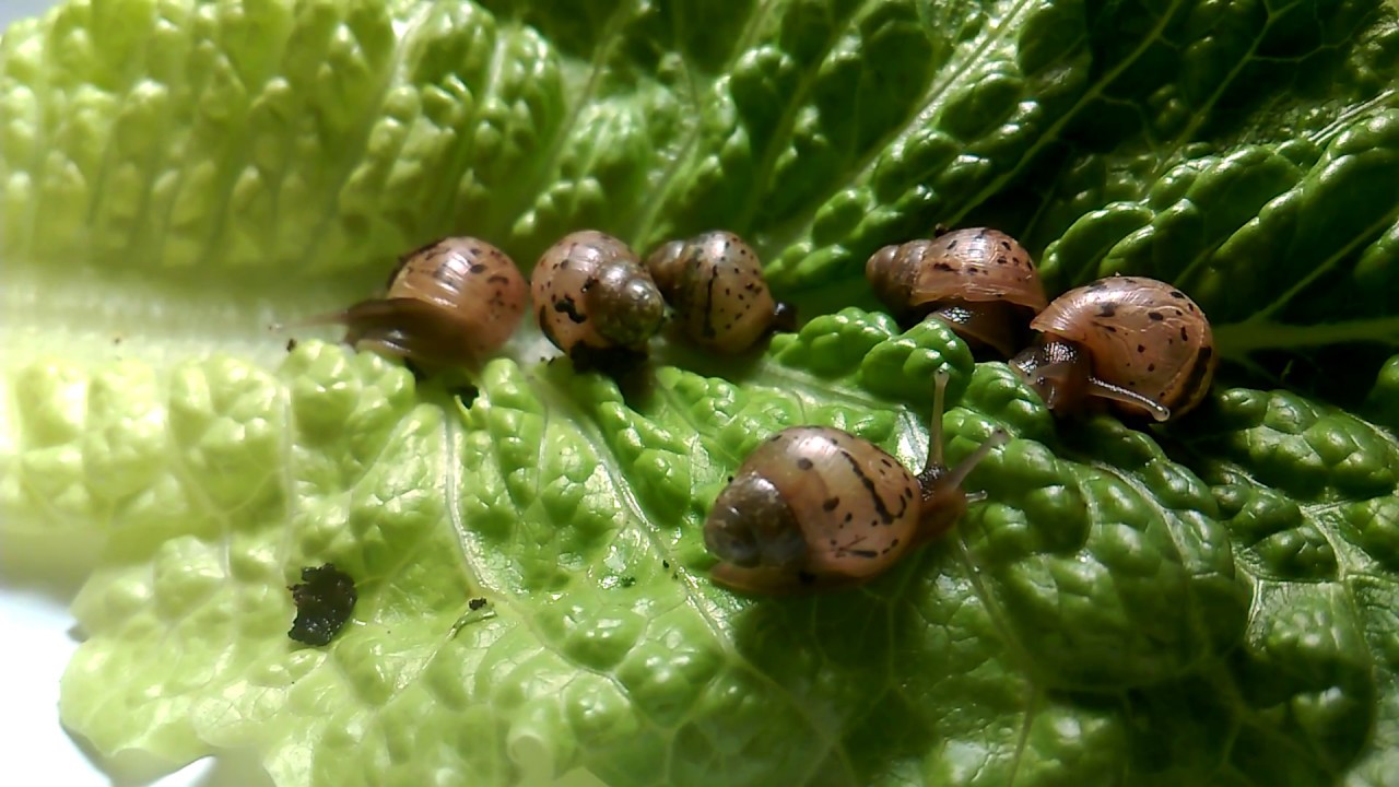 Baby snail garden - YouTube