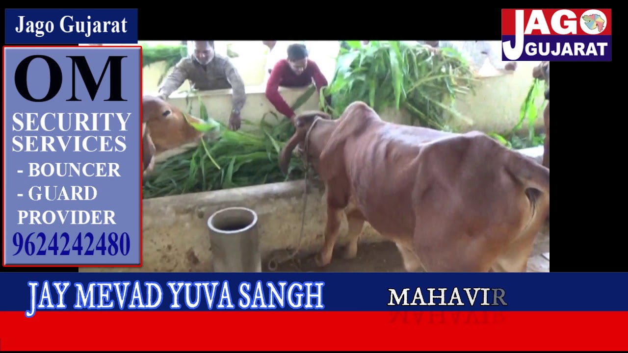 JAY MEVAD SANGH - YouTube