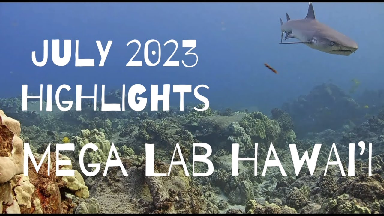 July 2023 Highlights | MEGA Lab Cam | Sharks Eels Turtles Oh My! - YouTube