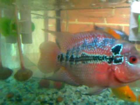 ALLAH written on the body of the Flowerhorn Fish in Mumbai, INDIA ...