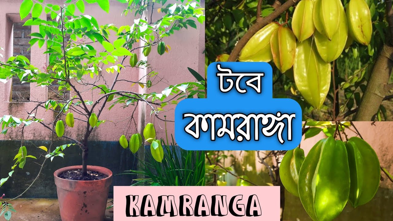 Kamranga || টবে কামরাঙ্গা চাষ - YouTube