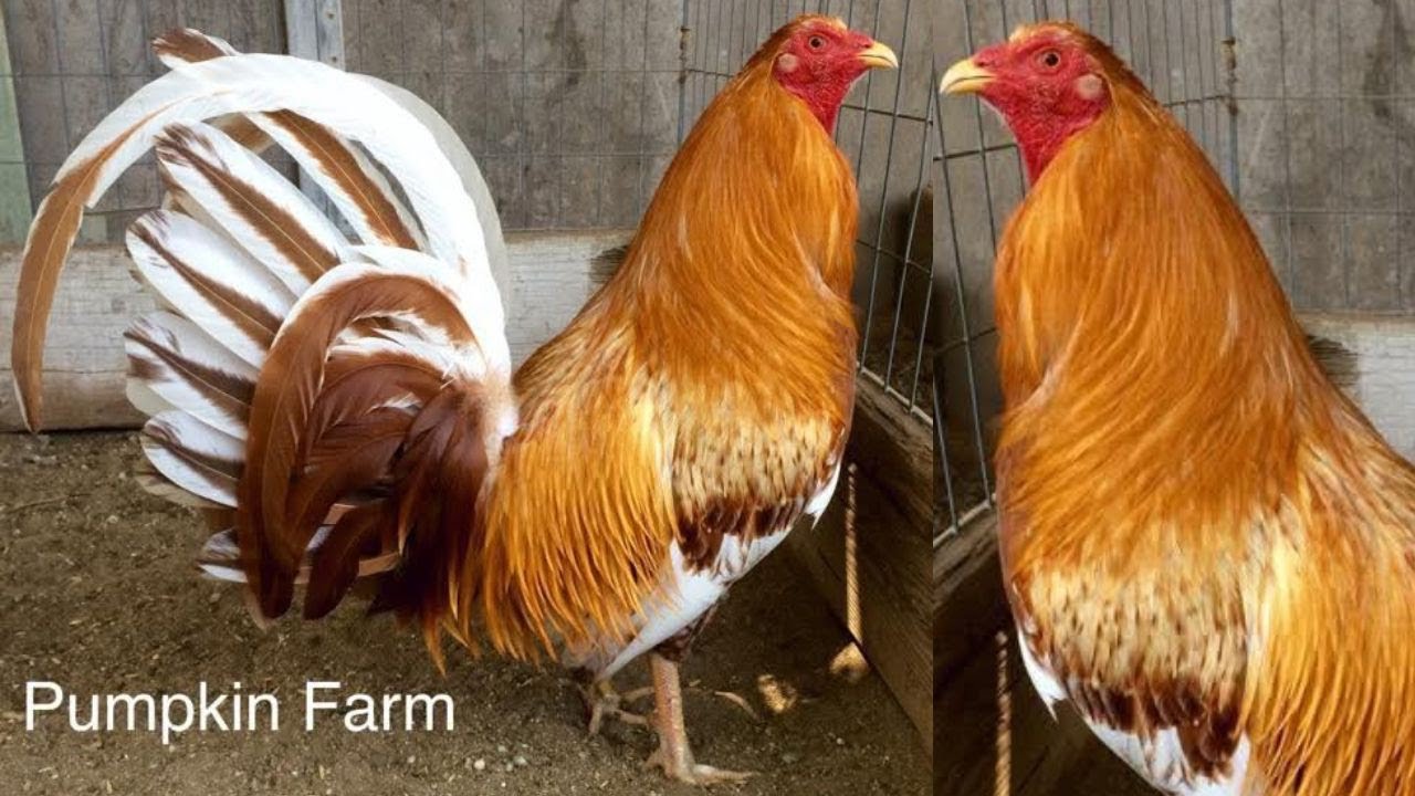 White Golden Pumpkin - Beautiful Color Chicken Free Range Chicken ...
