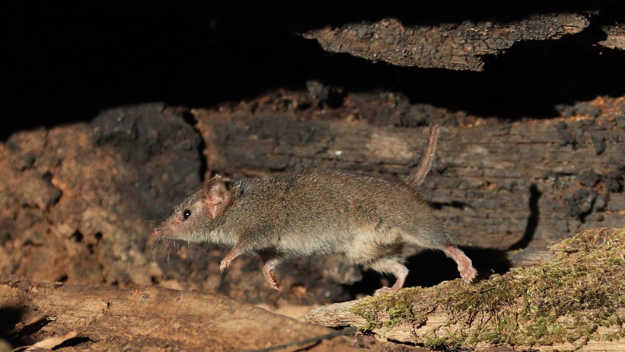 Wildlife Photography TIPS : Fast & Erratic moving Animals - YouTube