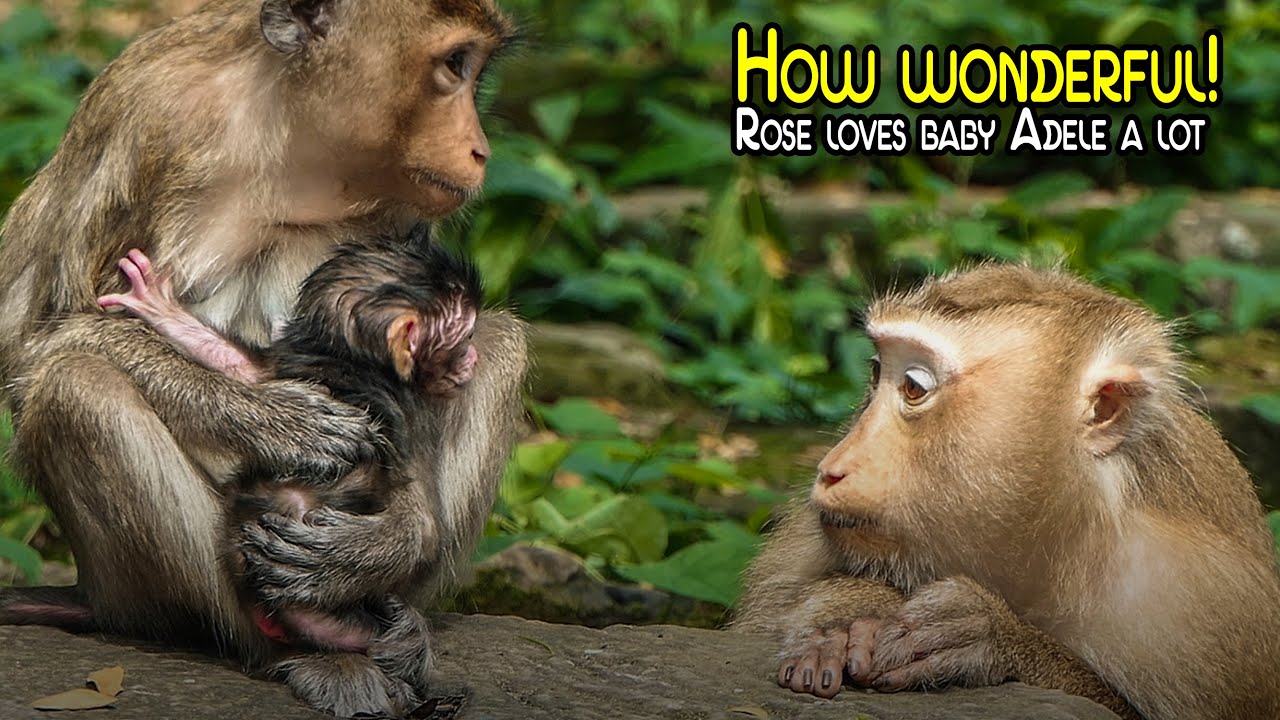 How nice is that? Adele is Rose's favorite baby, and Rose loves playing ...