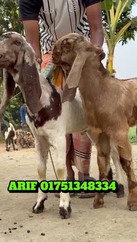 খাসি কিনলে ভিডিওটি আপনার জন্য #তোতাপুরি_ছাগল #বিটল #খাসি #GOAT #goat_price #ছাগলের_দাম #ছাগল # ...