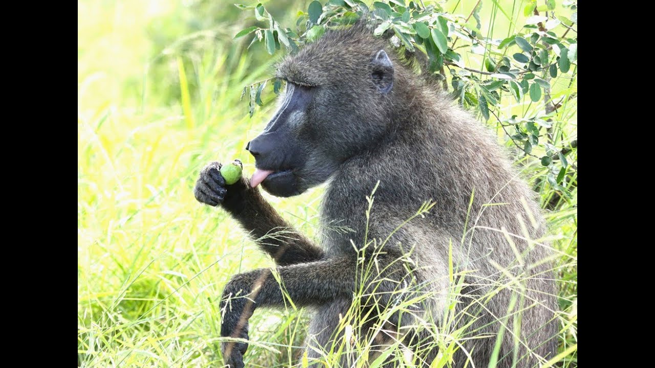 Marula season Manner from Heaven - YouTube