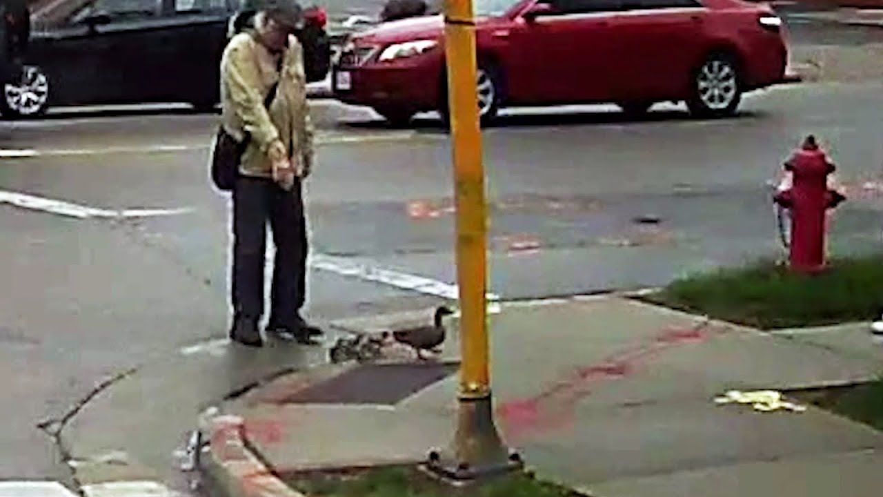 Watch: Good Samaritan Helps Family of Ducks Cross Busy Intersection ...