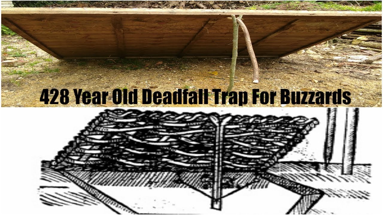 Deadfall Trap For Buzzards & Kites (Mascalls other traps) - YouTube