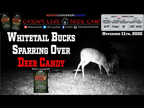Whitetail Bucks Sparring Over Deer Candy on Cajuns Live Deer Cam Nov 11 ...