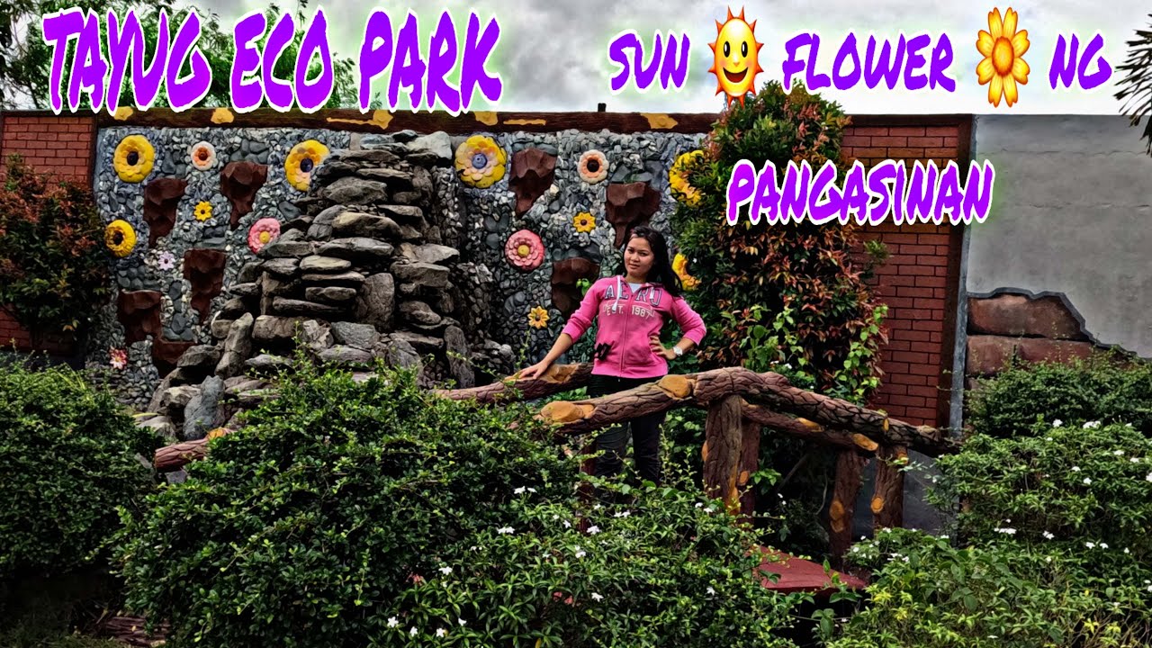 Tayug Eco Park Sunflower ng Pangasinan - YouTube