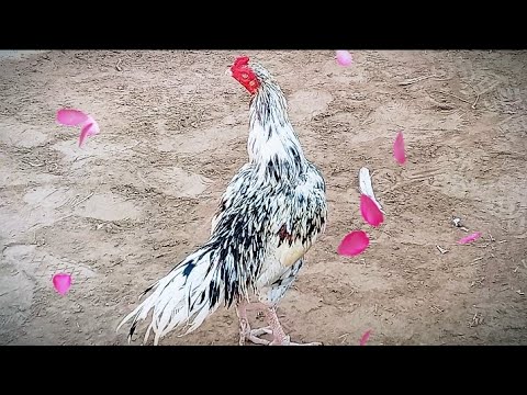 Cheena fight clip #chickenrecipe - YouTube
